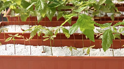 GROW!T JSPERL24 - Grade #2 Perlite, Super Course, (4 Cubic Feet) Hydroponic Perlite - Better Aeration and Drainage, Derived from a Natural Source, Odorless and Lightweight, Completely Sterile
