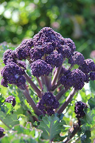Purple Sprouting Broccoli Seeds, 500+ Heirloom Seeds Per Packet, (Isla's Garden Seeds), Non GMO Seeds, Botanical Name: Brassica oleracea, 85% Germination Rates