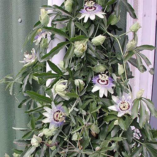 QAUZUY GARDEN- 10 Rare Blue Crown Passiflora Caerulea Seeds Passion Flower Attractive Fragrant Ornamental Vine for Garden Fast- Growing Attract Pollinators