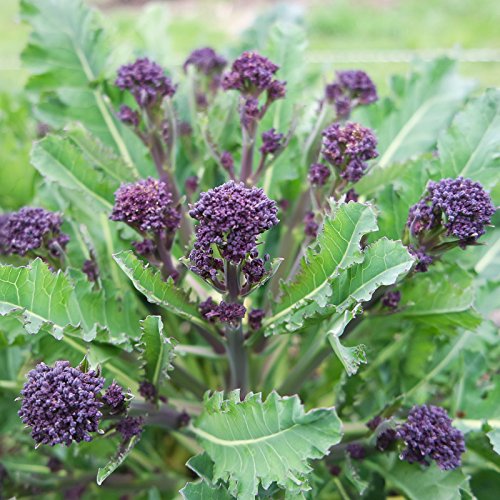 Purple Sprouting Broccoli Seeds, 500+ Heirloom Seeds Per Packet, (Isla's Garden Seeds), Non GMO Seeds, Botanical Name: Brassica oleracea, 85% Germination Rates