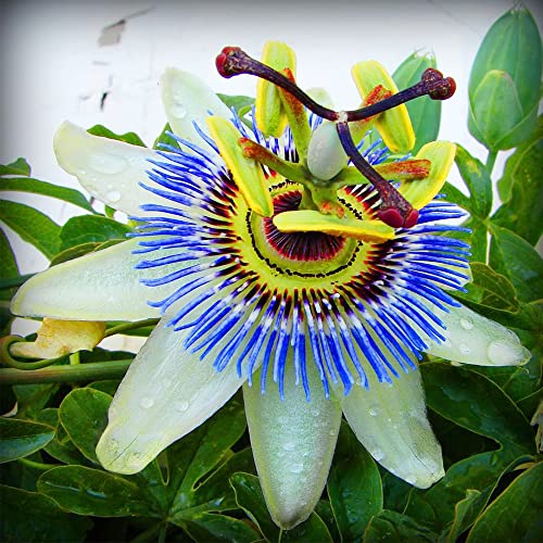 QAUZUY GARDEN- 10 Rare Blue Crown Passiflora Caerulea Seeds Passion Flower Attractive Fragrant Ornamental Vine for Garden Fast- Growing Attract Pollinators