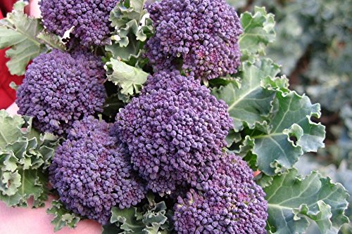 Purple Sprouting Broccoli Seeds, 500+ Heirloom Seeds Per Packet, (Isla's Garden Seeds), Non GMO Seeds, Botanical Name: Brassica oleracea, 85% Germination Rates