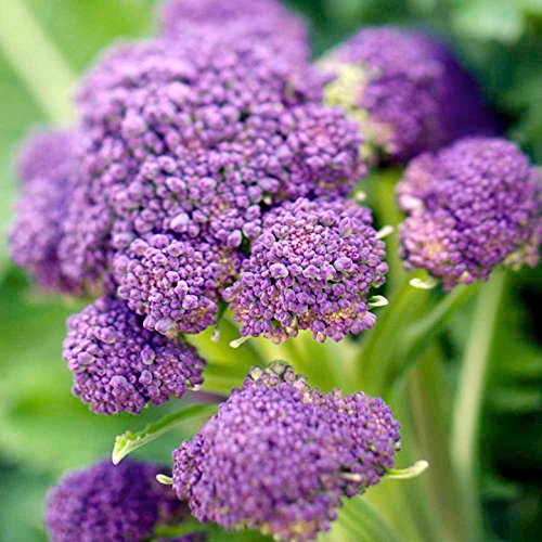 Purple Sprouting Broccoli Seeds, 500+ Heirloom Seeds Per Packet, (Isla's Garden Seeds), Non GMO Seeds, Botanical Name: Brassica oleracea, 85% Germination Rates