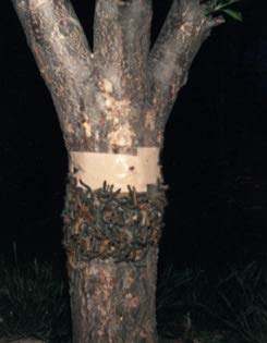 Gypsy Moth/Tent & Oakworm Caterpillar Tree Band Barrier Tape Protection