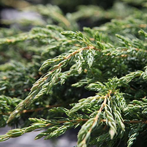CHUXAY GARDEN Juniperus Communis,Common Juniper,Juniperus Intermedia 60 Seeds Evergreen Shrub Flavor Gin Blue Fruit Ornamental Flowering Plant
