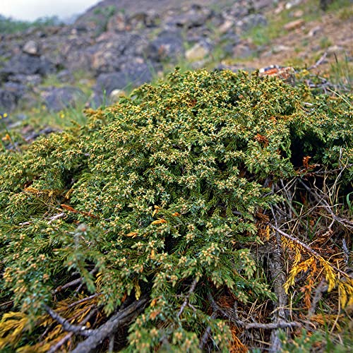 CHUXAY GARDEN Juniperus Communis,Common Juniper,Juniperus Intermedia 60 Seeds Evergreen Shrub Flavor Gin Blue Fruit Ornamental Flowering Plant