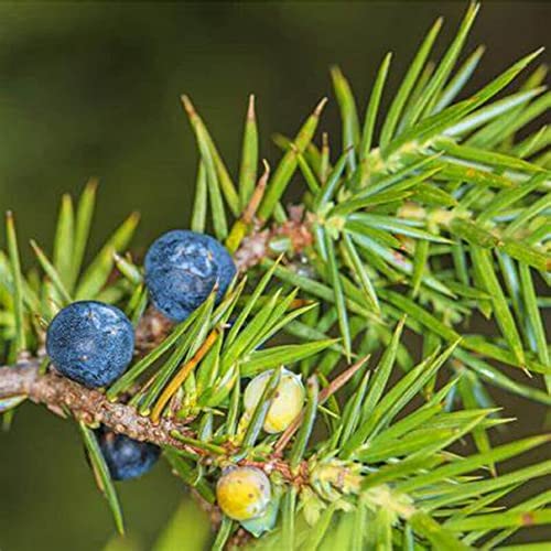 CHUXAY GARDEN Juniperus Communis,Common Juniper,Juniperus Intermedia 60 Seeds Evergreen Shrub Flavor Gin Blue Fruit Ornamental Flowering Plant