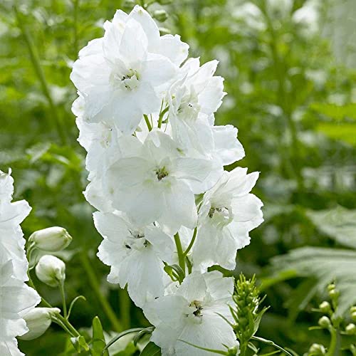 CHUXAY GARDEN White King Delphinium-Larkspur 150 Seeds Rare Ranunculaceae Flowering Plant White Angel Ornamental Garden Shows Low-Maintenance