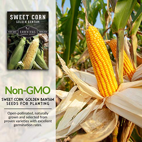 Golden Bantam Sweet Corn Seed for Planting - 1 Pack with Instructions for Growing - Grow Yellow Corn Outdoors in The Vegetable Garden - Untreated Non-GMO Heirloom Sweetcorn - Survival Garden Seeds