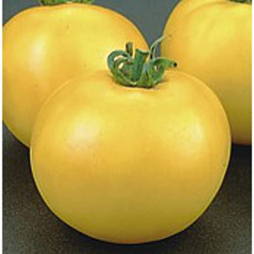 Lemon Boy Tomato Seeds (20+ Seeds) | Non GMO | Vegetable Fruit Herb Flower Seeds for Planting | Home Garden Greenhouse Pack