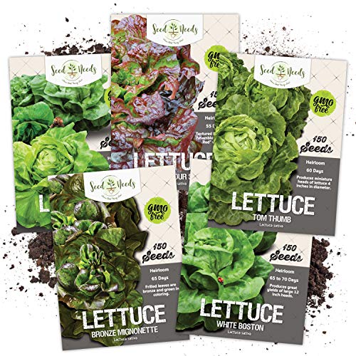 Seed Needs, Butterhead Lettuce Lovers Seed Packet Collection (5 Varieties of Heirloom Lettuce Seeds for Planting) Non-GMO & Untreated - Great for Hydroponics
