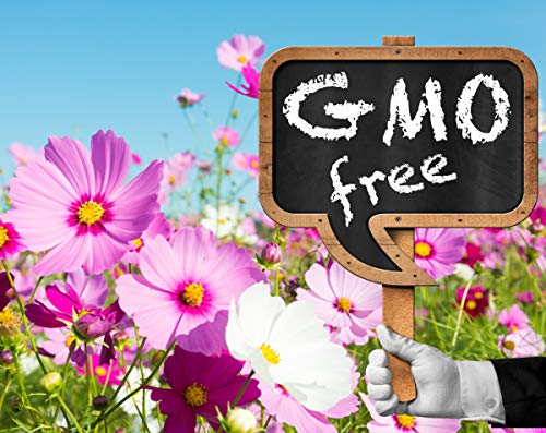 Daisy Garden 20 Pcs Rare Seeds Red Orange Bleeding Heart Dicentra Spectabilis Shade Flower Garden
