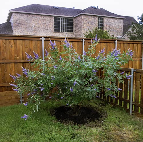 CHUXAY GARDEN 25 Seeds Vitex Agnus-castus 'Shoal Creek' Seeds,Chaste Tree,Monk's Pepper Tree,Chasteberry Hardy Deciduous Vase-Shaped Shrub Showy Accent Decorative Garden