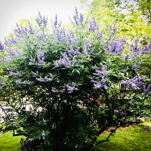 CHUXAY GARDEN 25 Seeds Vitex Agnus-castus 'Shoal Creek' Seeds,Chaste Tree,Monk's Pepper Tree,Chasteberry Hardy Deciduous Vase-Shaped Shrub Showy Accent Decorative Garden