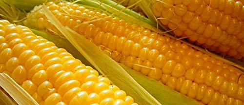 "Kandy Corn" Sweet Corn Seeds, 25 Heirloom Seeds Per Packet, (Isla's Garden Seeds), Non GMO Seeds, Botanical Name: Zea mays