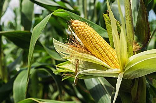 "Kandy Corn" Sweet Corn Seeds, 25 Heirloom Seeds Per Packet, (Isla's Garden Seeds), Non GMO Seeds, Botanical Name: Zea mays