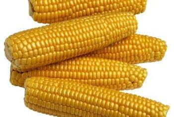 "Kandy Corn" Sweet Corn Seeds, 25 Heirloom Seeds Per Packet, (Isla's Garden Seeds), Non GMO Seeds, Botanical Name: Zea mays
