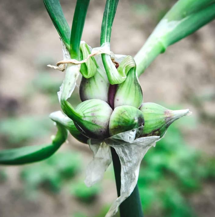 10 Walking Onion Bulbs for Planting, Small Bulblets, Egyptian Walking Onion Bulb