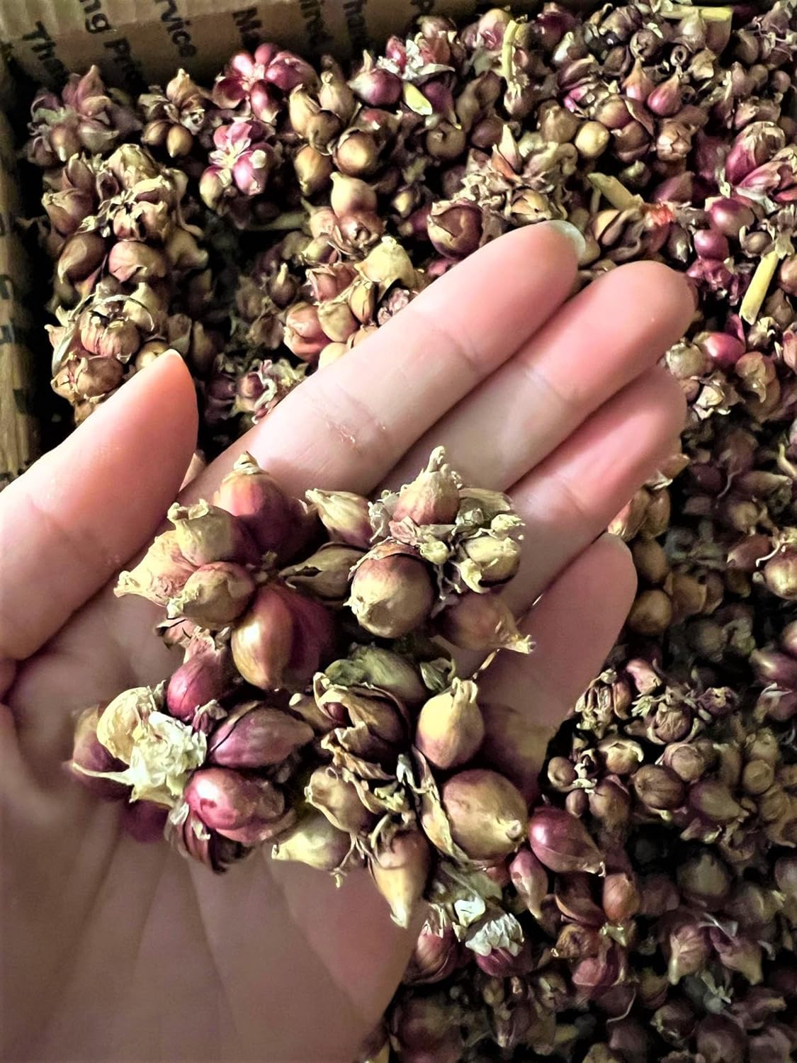 10 Walking Onion Bulbs for Planting, Small Bulblets, Egyptian Walking Onion Bulb