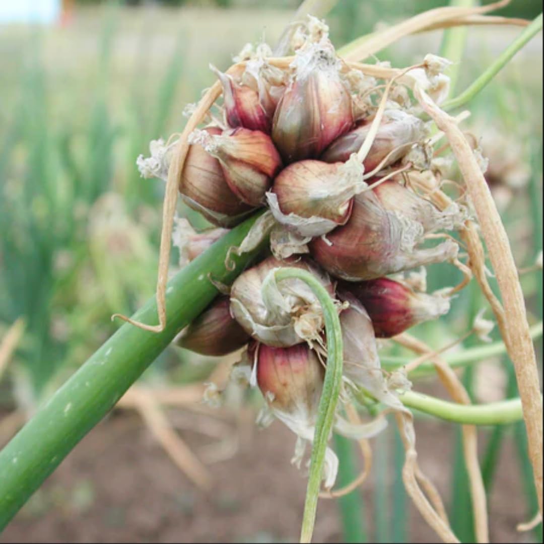 10 Walking Onion Bulbs for Planting, Small Bulblets, Egyptian Walking Onion Bulb