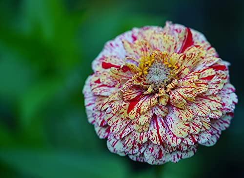 "Candy Stripe Mix" Zinnia Seeds for Planting, 50+ Flower Seeds Per Packet, (Isla's Garden Seeds), Non GMO & Heirloom Seeds, Botanical Name: Zinnia elegans, Great Home Garden Gift