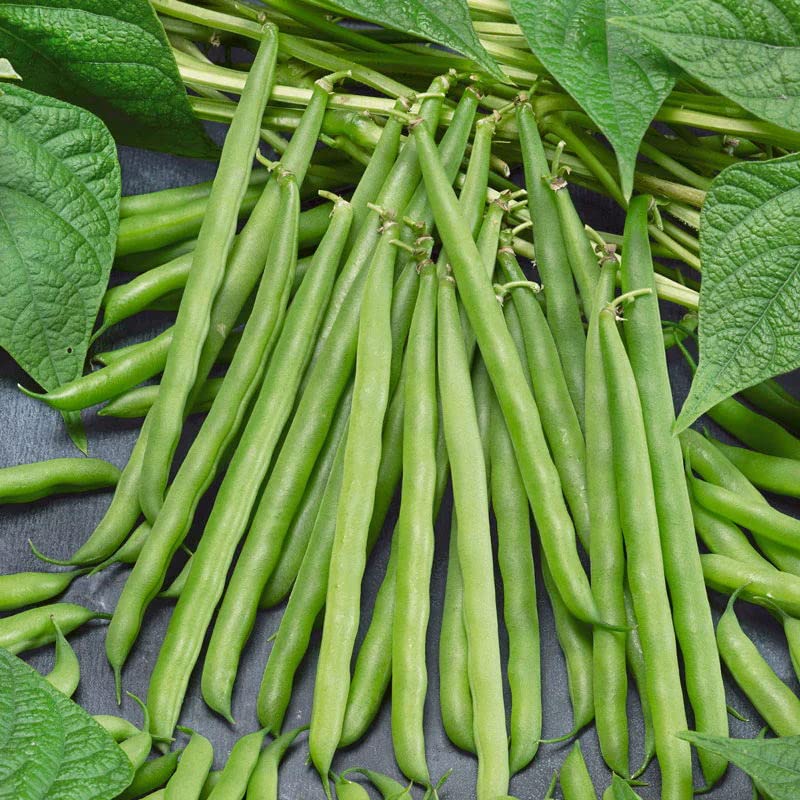 Dichmag 80+ Stringless Green Pod Bush Bean Seeds and Snowbird Pea Seeds - Individual Pack Bean Seeds for Planting Backyard or Garden, Medium
