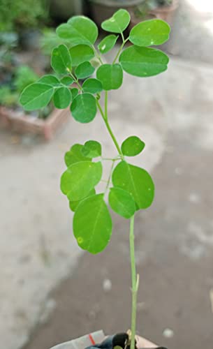 Moringa Rooted Plant Ornaments Perennial Garden Simple to Grow Pots, Moringa Oleifera, 6 Inches in Tall