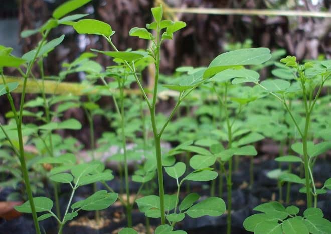 Moringa Rooted Plant Ornaments Perennial Garden Simple to Grow Pots, Moringa Oleifera, 6 Inches in Tall