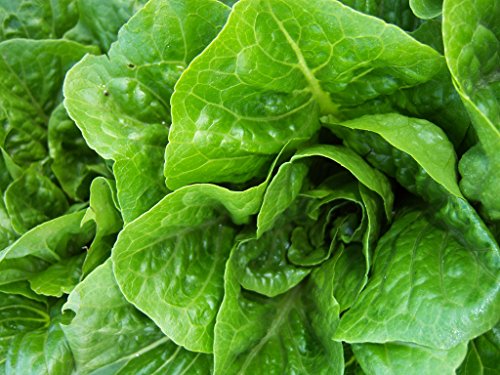 Lettuce Seeds - Parris Island Cos - Romaine Type - Heirloom - Liliana's Garden