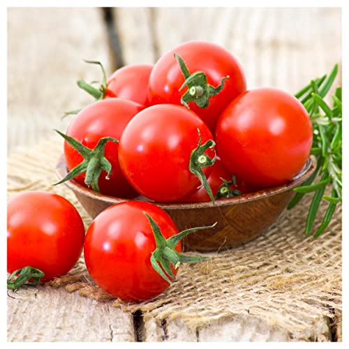 Everwilde Farms - 100 Large Red Cherry Tomato Seeds - Gold Vault Jumbo Seed Packet