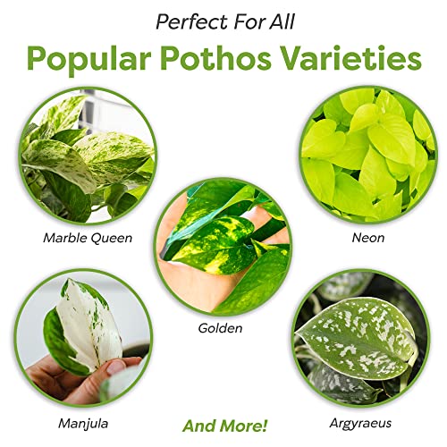 Perfect Plants Organic Pothos Soil | Horticultural Potting Mix for All Indoor Potted Pothos | Grow Healthy houseplants Indoors (4qts.)