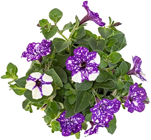 GardenGeng 300+ Rare Night Sky Petunia Seeds for Hanging Baskets - Dwarf Wave Petunia Flower Seeds for Planting Home Garden Non-GMO Heirloom Variety