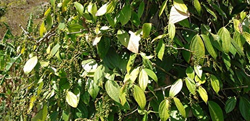 30+ Piper Nigrum Black Pepper Seeds Fragrant Herbs Spice Garden Plants Bonsai