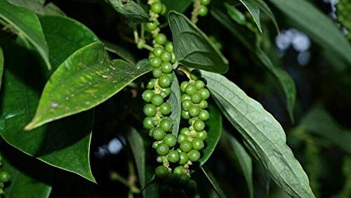 30+ Piper Nigrum Black Pepper Seeds Fragrant Herbs Spice Garden Plants Bonsai