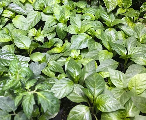 Green Jalapeno Plant - Three (3) Live Plants - Each 75 Days Old - Not in Pots - Hot Pepper Range Between 2,500 and 8,000 SHU for Planting in Your Organic Garden