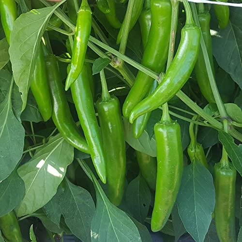 Pepper Seeds - Hot - Korean - Gochujang King - Hybrid - 500 Mg Packet ~50 Seeds - Non-GMO, F1 Hybrid - Asian Garden Vegetable