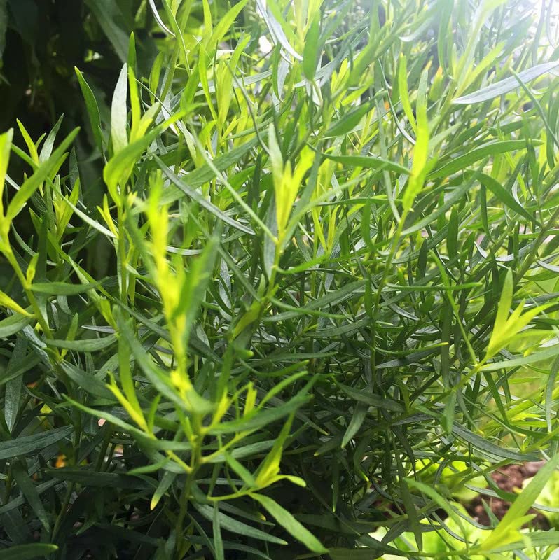 French Tarragon Plant Live, Tarragon Herbs in 3.5 Inc Pot Planting Ornaments Perennial Garden Simple to Grow Pots Gifts