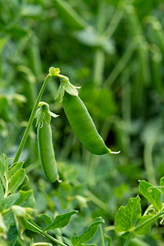 Sugar Sprint Snap Pea Seeds for Planting, 25+ Heirloom Seeds Per Packet, (Isla's Garden Seeds), Non GMO Seeds, Botanical Name: Pisum sativum, Great Home Garden Gift