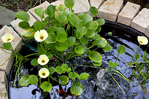 Floating Plants for Water Gardens and Ponds (Water Poppy)