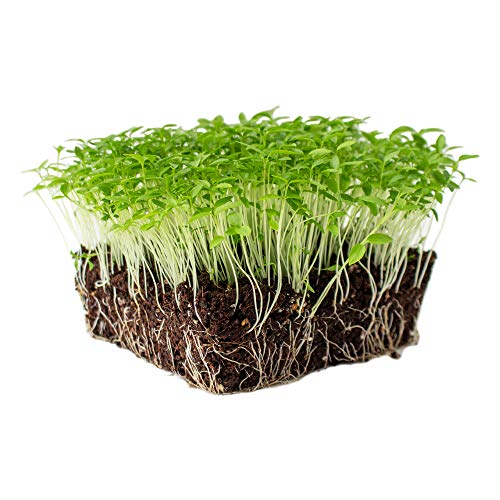 Parsley Herb Garden Seeds - Dark Green Italian Flat-Leaf - 1 Oz - Non-GMO, Heirloom Herbal Gardening & Microgreens Seed