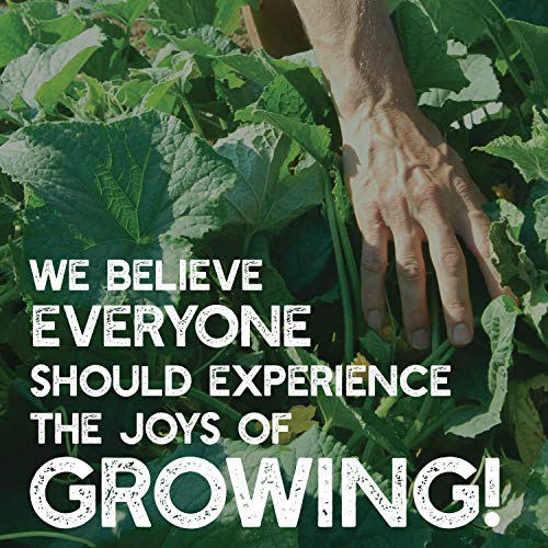Parsley Herb Garden Seeds - Dark Green Italian Flat-Leaf - 1 Oz - Non-GMO, Heirloom Herbal Gardening & Microgreens Seed