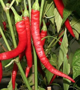 Long Red Thin Cayenne Pepper Seeds for Planting, 100+ Heirloom Seeds Per Packet, (Isla's Garden Seeds), Non GMO Seeds, Botanical Name: Capsicum annuum, Great Home Garden Gift