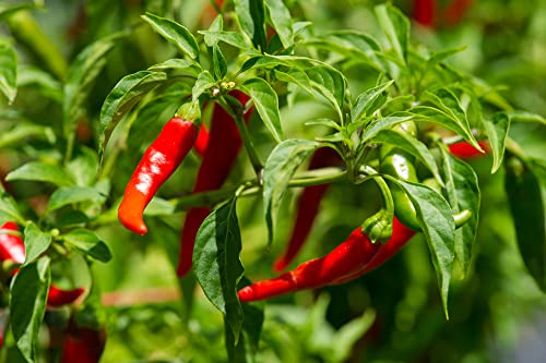 Long Red Thin Cayenne Pepper Seeds for Planting, 100+ Heirloom Seeds Per Packet, (Isla's Garden Seeds), Non GMO Seeds, Botanical Name: Capsicum annuum, Great Home Garden Gift