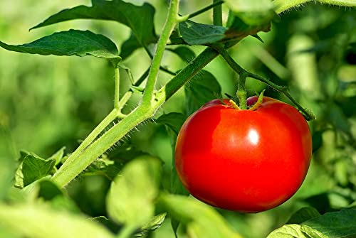 New Yorker Tomato Seeds for Planting, 100+ Heirloom Seeds Per Packet, (Isla's Garden Seeds), Non GMO Seeds, Botanical Name: Solanum lycopersicum, Great Home Garden Gift