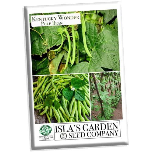 Kentucky Wonder Pole Bean Seeds for Planting, 30 Heirloom Seeds Per Packet, (Isla's Garden Seeds), Non GMO Seeds, Botanical Name: Phaseolus vulgaris, Great Home Garden Gift