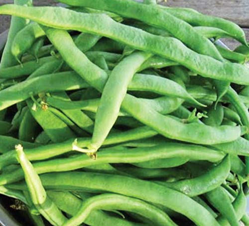 Kentucky Wonder Pole Bean Seeds for Planting, 30 Heirloom Seeds Per Packet, (Isla's Garden Seeds), Non GMO Seeds, Botanical Name: Phaseolus vulgaris, Great Home Garden Gift