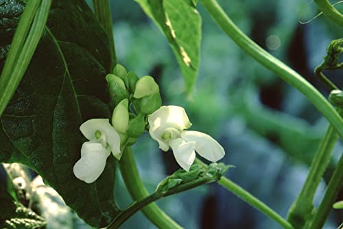 Kentucky Wonder Pole Bean Seeds for Planting, 30 Heirloom Seeds Per Packet, (Isla's Garden Seeds), Non GMO Seeds, Botanical Name: Phaseolus vulgaris, Great Home Garden Gift