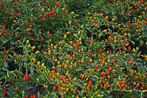 Zeoust Loife 200 Pcs Chile Pequin Pepper Seeds for Planting - Mini Tiny Chile Chili Peppers Non-GMO Seeds to Plant Home Garden (Chile Pequin Pepper)
