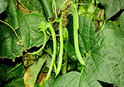 Kentucky Wonder Pole Bean Seeds for Planting, 30 Heirloom Seeds Per Packet, (Isla's Garden Seeds), Non GMO Seeds, Botanical Name: Phaseolus vulgaris, Great Home Garden Gift