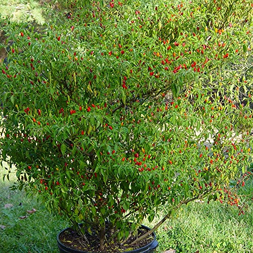 Zeoust Loife 200 Pcs Chile Pequin Pepper Seeds for Planting - Mini Tiny Chile Chili Peppers Non-GMO Seeds to Plant Home Garden (Chile Pequin Pepper)